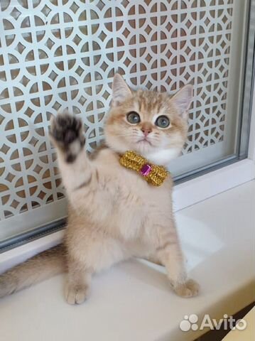 Чудесная золотая девочка