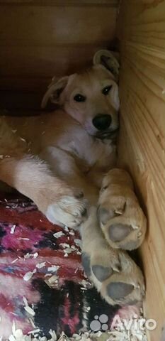 Щенок белый Бим 2,5мес мальчик в дар ручной ласков