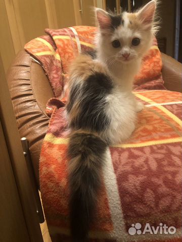 Котёнок трехцветный