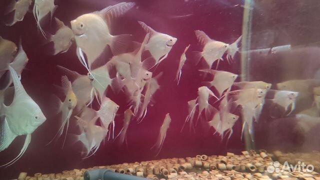 Скалярия золотая