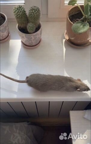 Крыса с клеткой