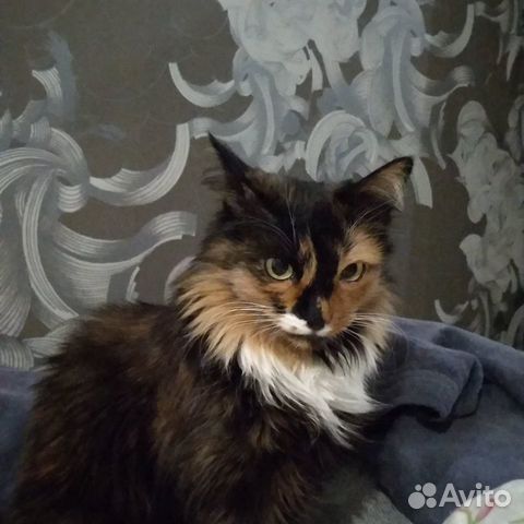 Кошечка ищет жениха