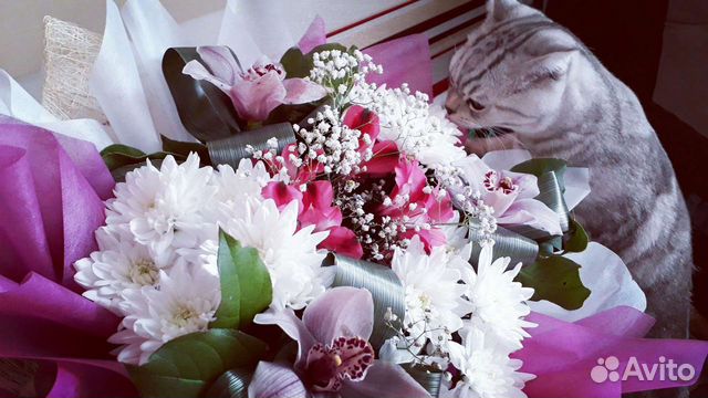 Мраморный красавец ищет кошечку для вязки