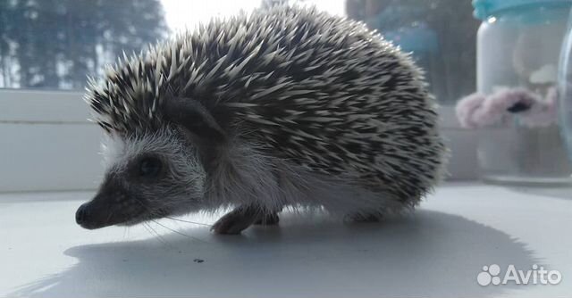 Африканские ежи (пара)