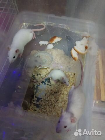 Маленькие ручные крыски