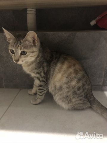 Кошечка помесь