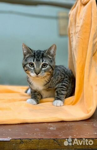 Может, именно вас ждет наш котенок