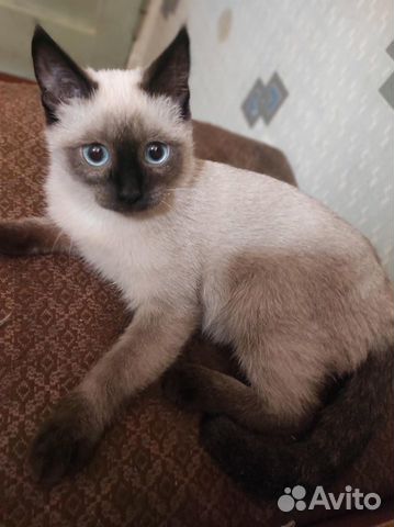 Котик бесплатно