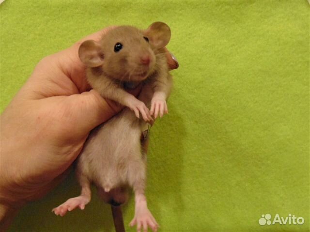 Крысы, крысята мальчики дамбо, стандарт - питомник