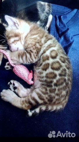 Бенгальские золотые и снежные котята