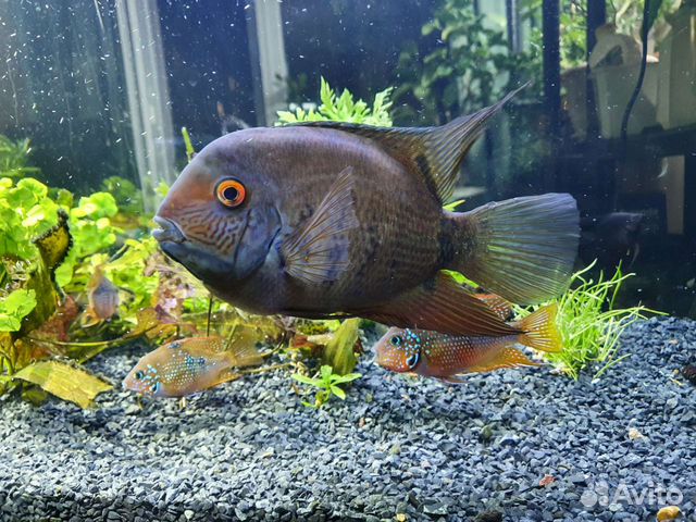 Северум взрослый