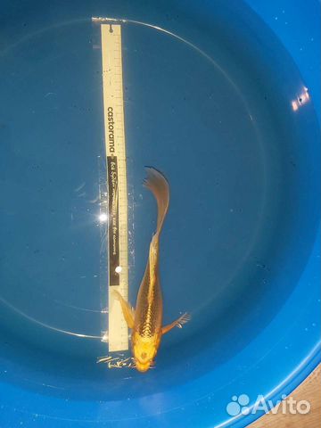 Аквариумные и прудовые рыбки