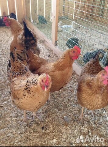 Лпхл Птичий Хуторок