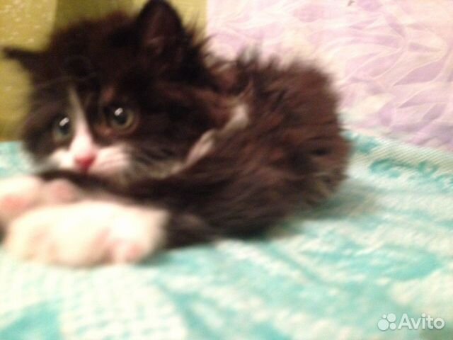 Сибирские пушистики