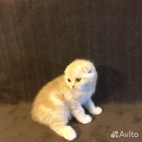 Кремовый вислоухий шотландский котёнок