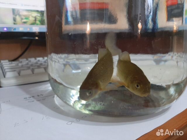 Золотой карасик