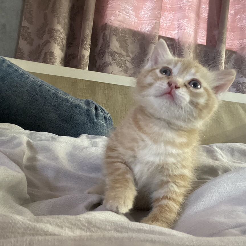 Рыжий котенок