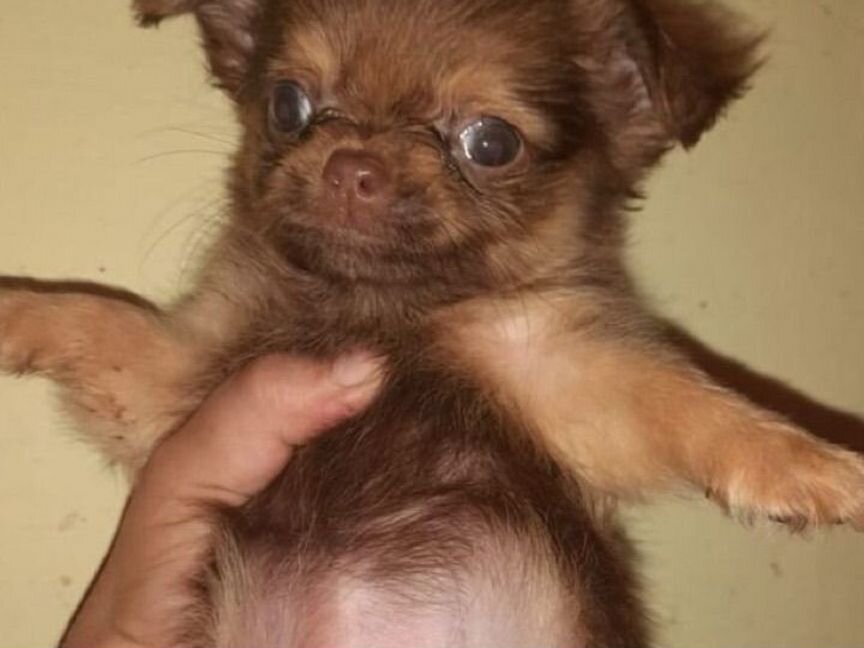 Огненная красотка