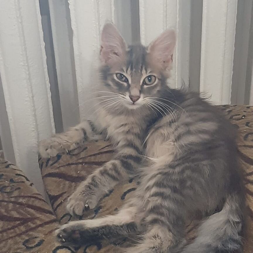 Котята в добрые руки приучены к лотку