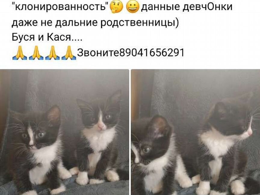 Котята в добрые руки