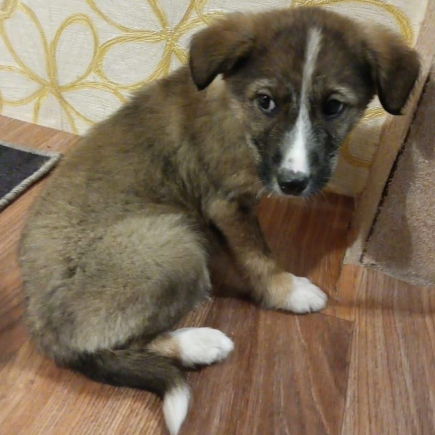 Щенок в добрые руки