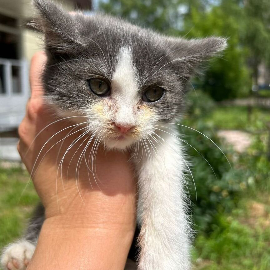 Котенок