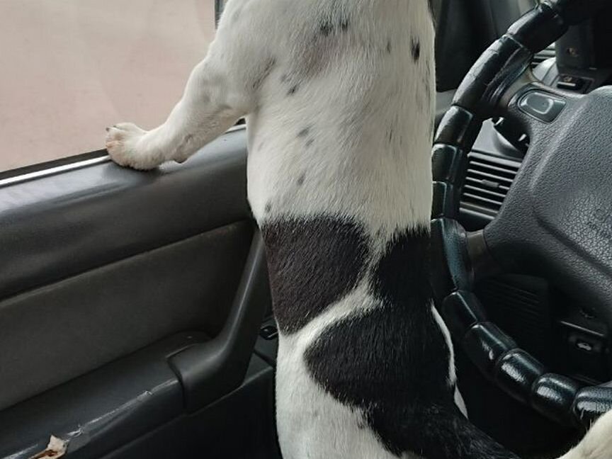 Джэк рассел терьер