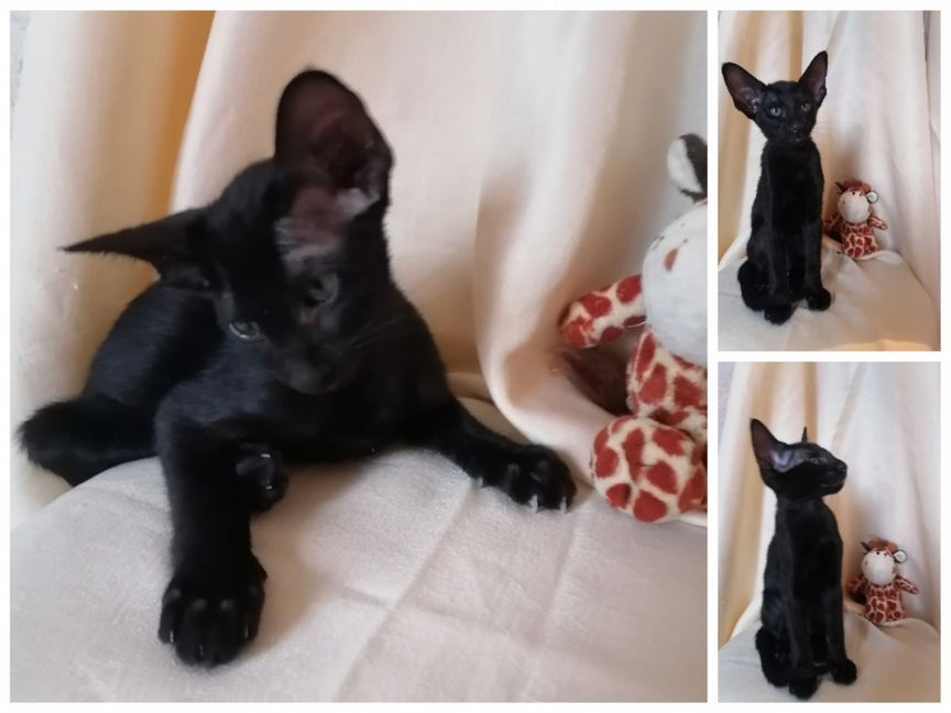 Ориентальная кошка