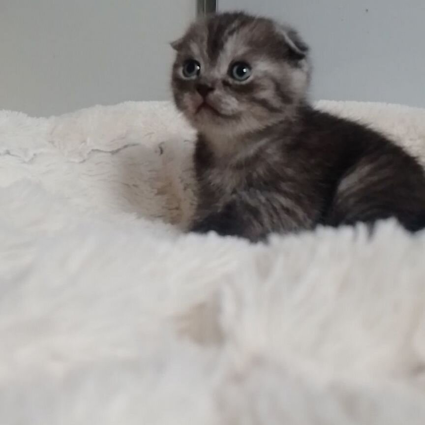 Шотландская вислоухая