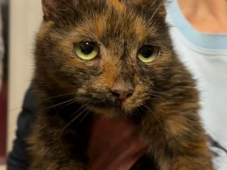 Чудесная черепаховая кошечка а дар