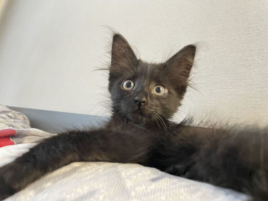 Котенок