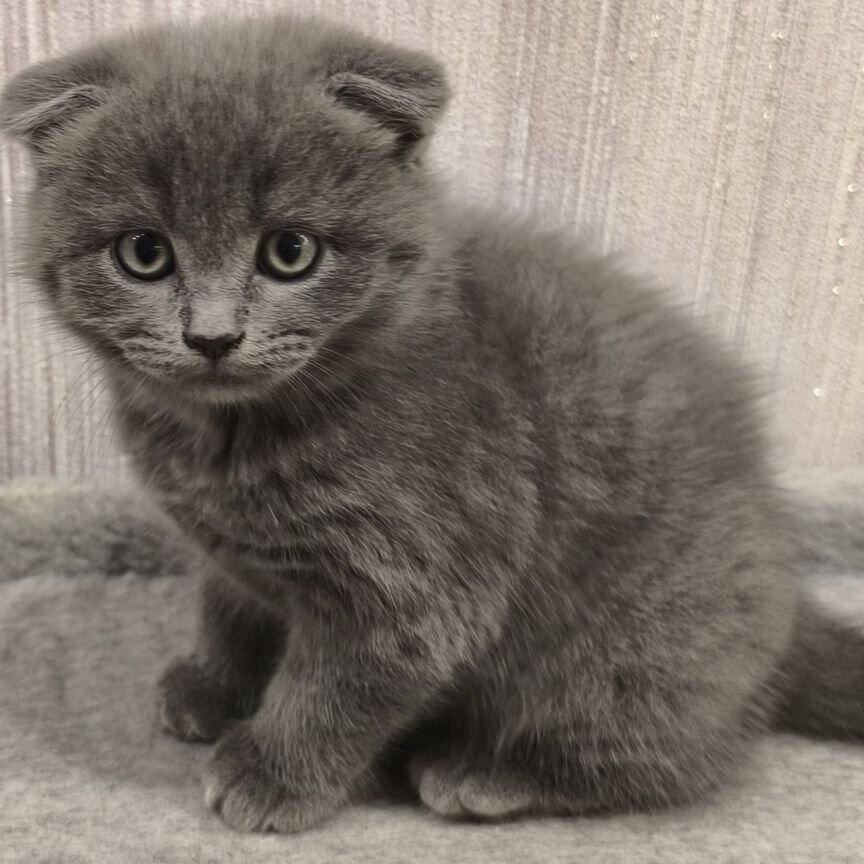 Шотландский вислоухий короткошёрстный котёнок
