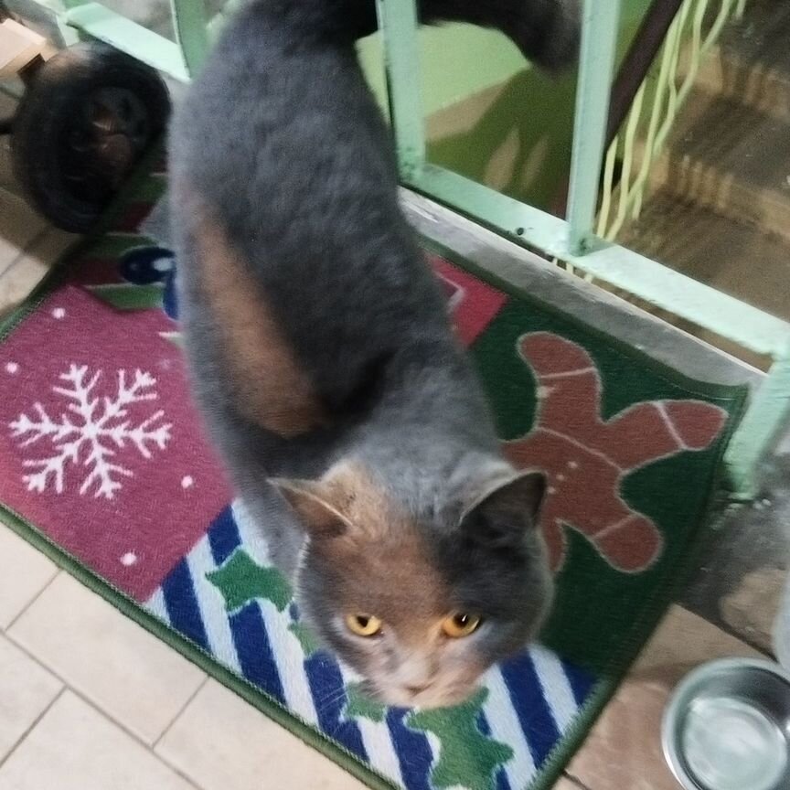 Британская короткошёрстная, взрослая кошка