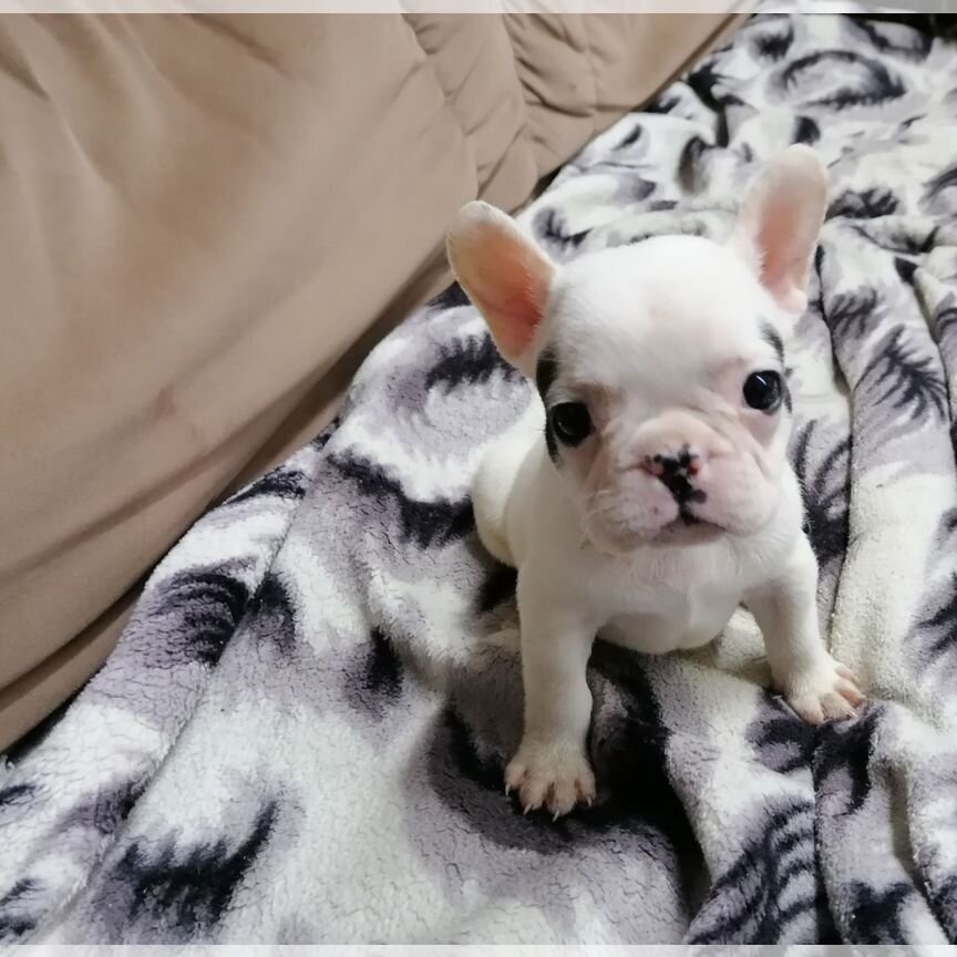 Французский бульдог, щенок