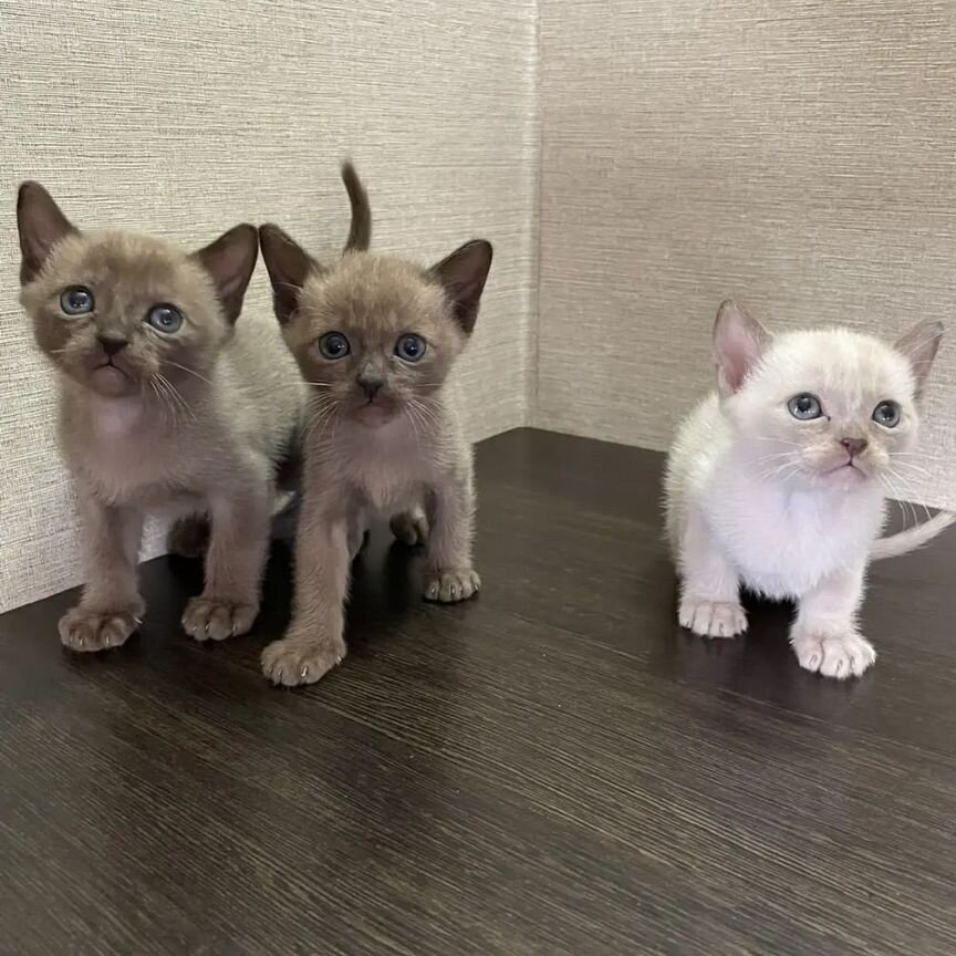 Европейский бурманский котёнок