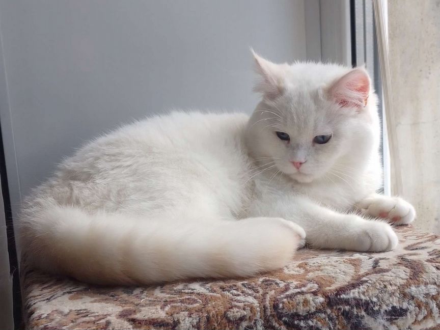 Котик и кошечка и ещё Кот