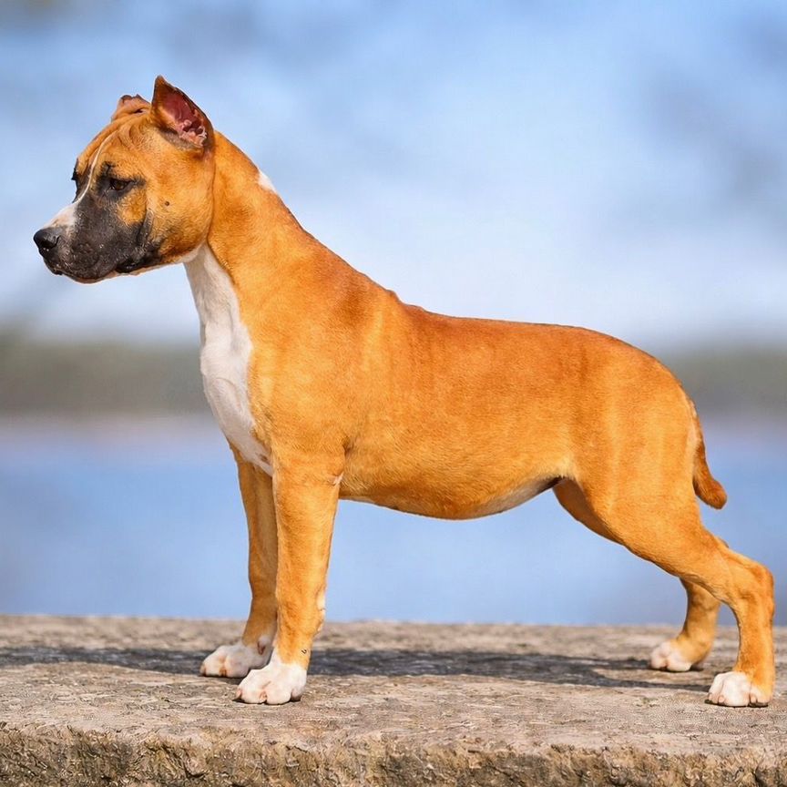 Американский стаффордширский терьер, щенок