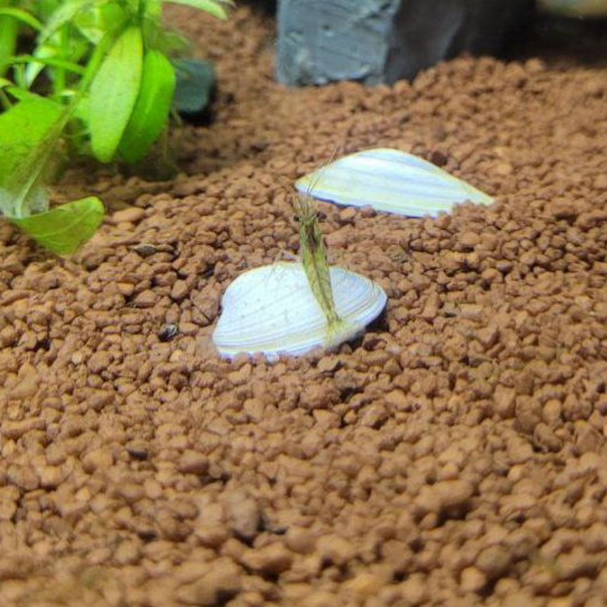 Аквариумные креветки вишня