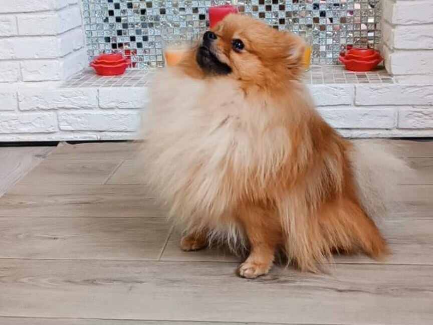 Собака