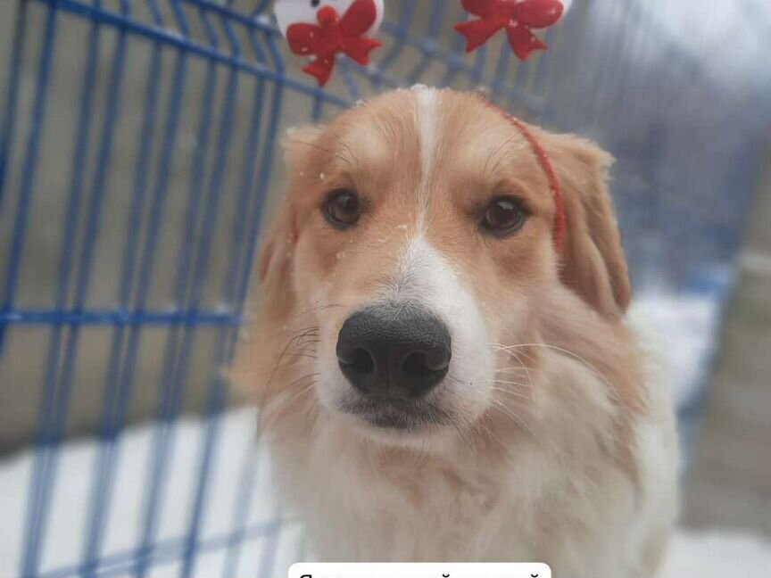 Зевс ищет маму