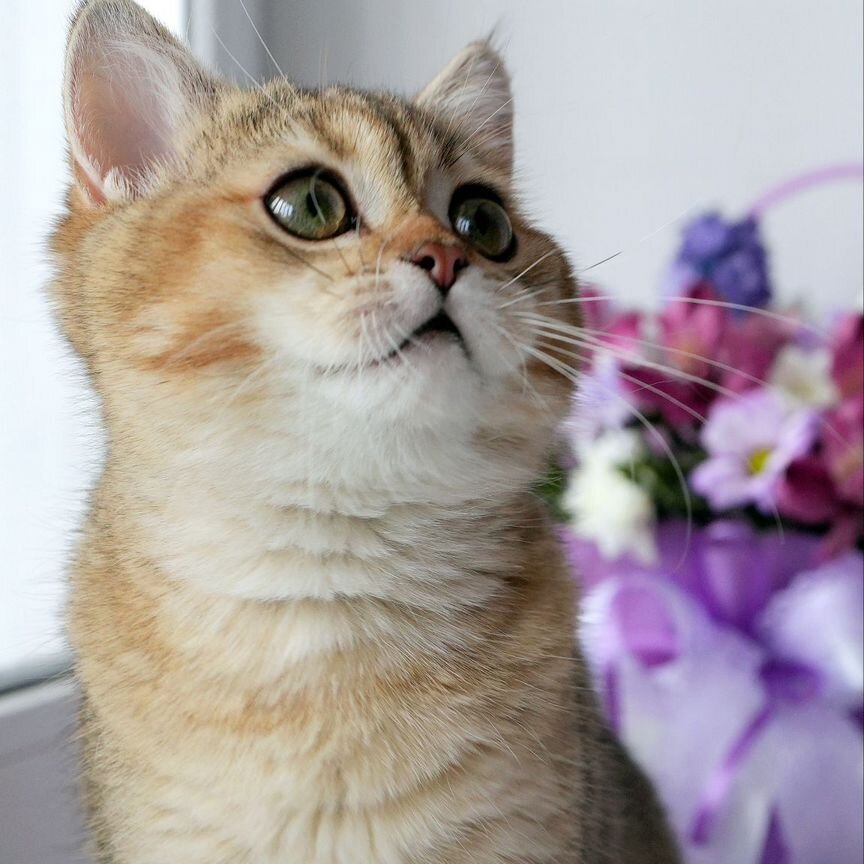 Британский золотой котенок