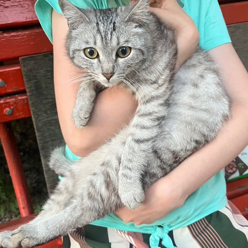 Котёнок в добрые руки