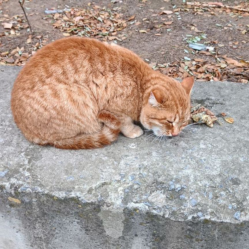 Кот