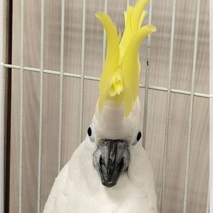 Какаду