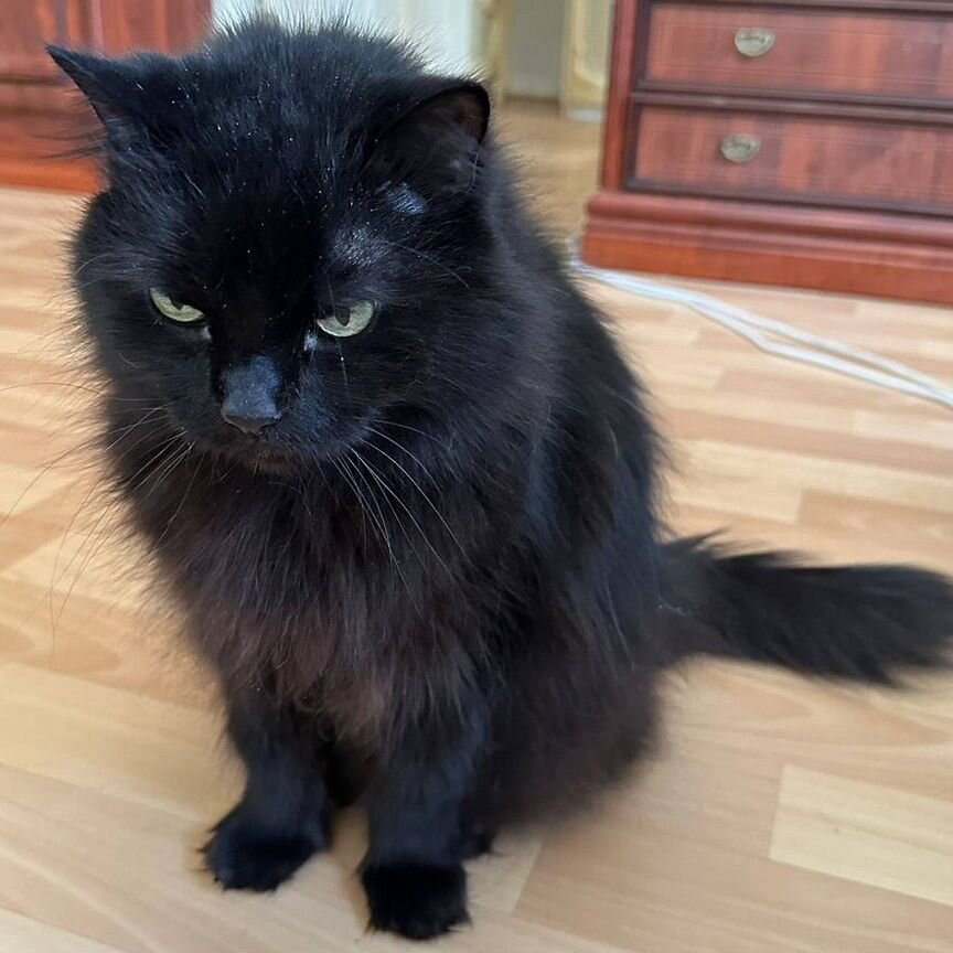 Взрослый кот в добрые руки