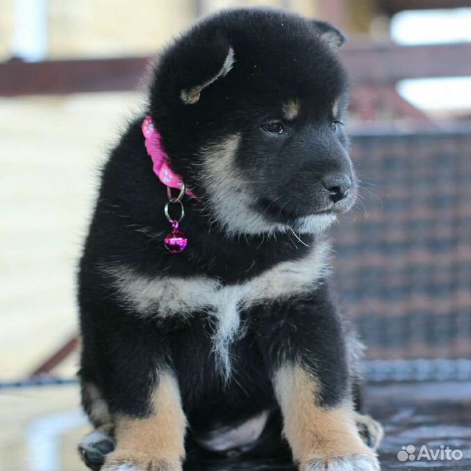 Девочка сиба шоу класс РКФ