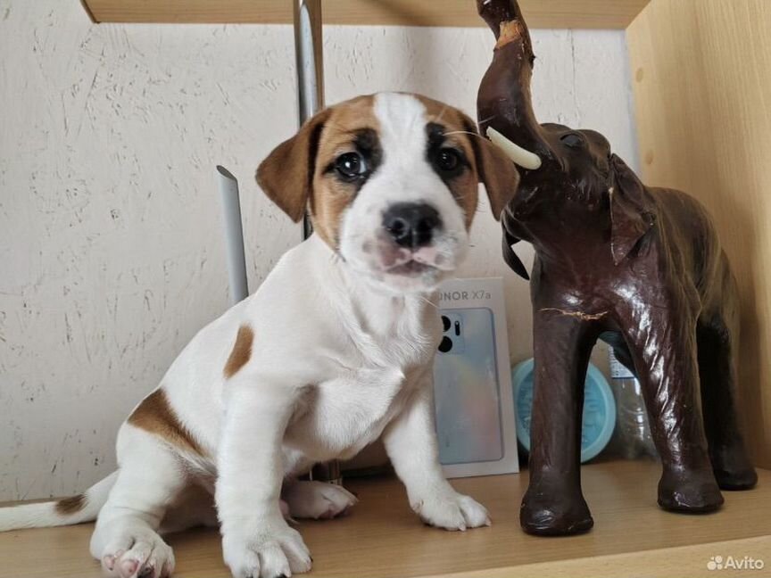 Джек Рассел терьер