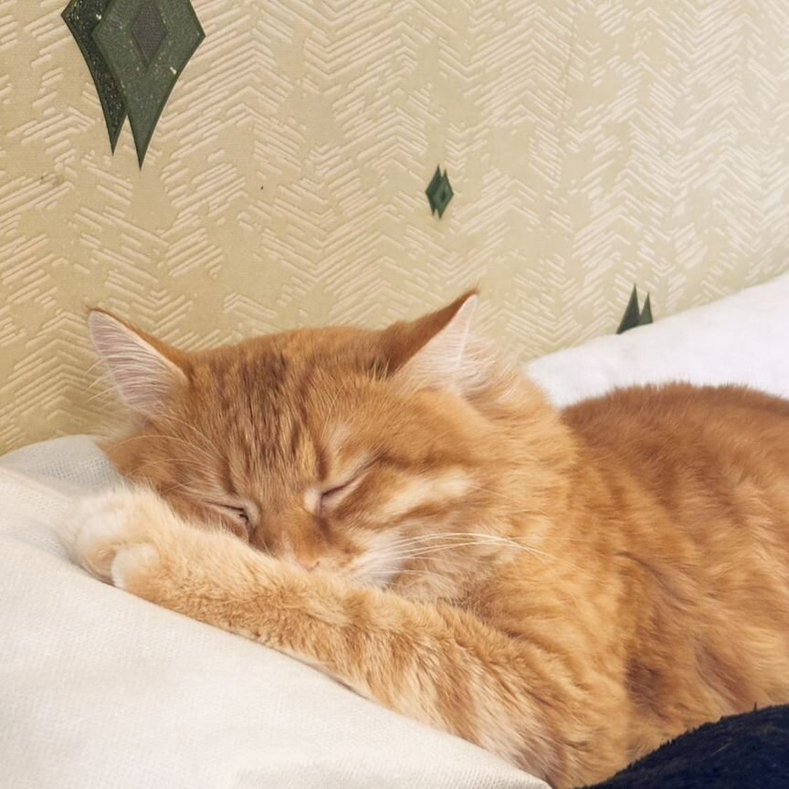 Кот в добрые руки