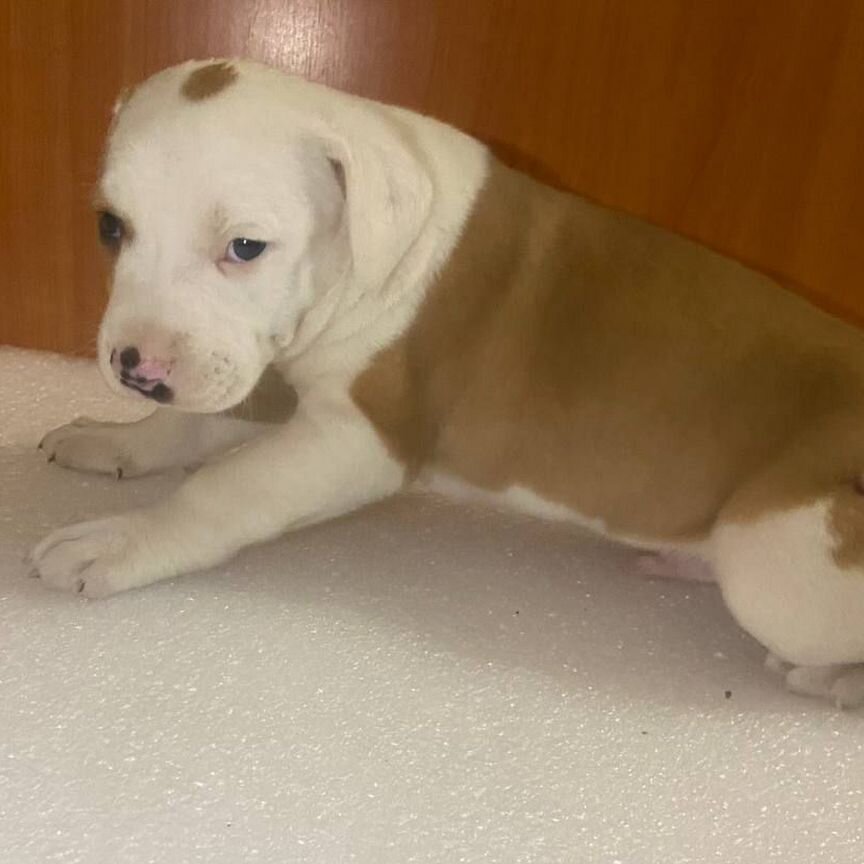 Стафф, кличка пират