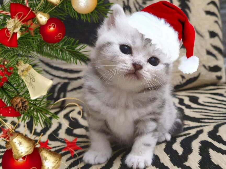 Шотландские котята